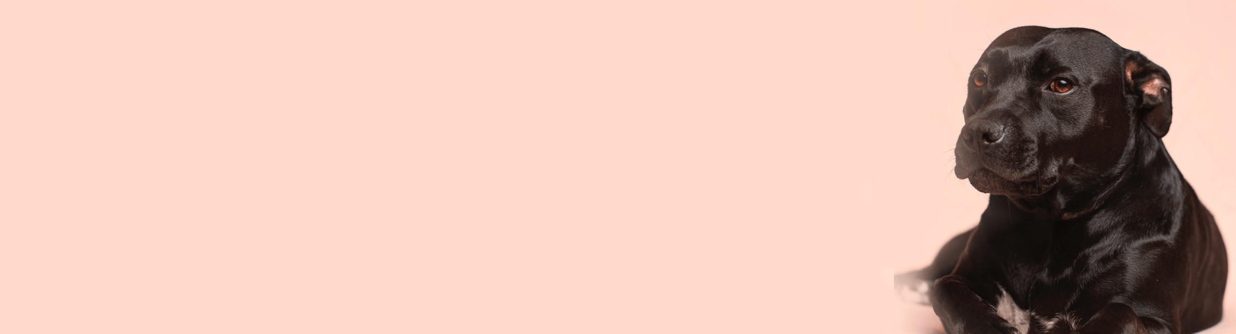 Cutaneous Vasculitis in Pets | Knutsford Vets