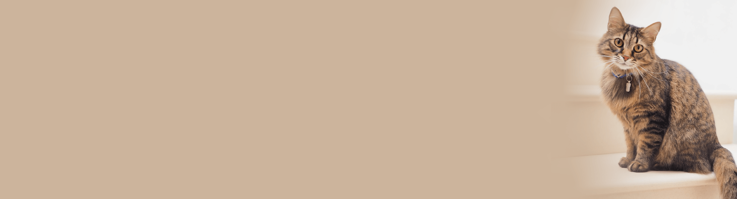 Feline Atopic Skin Syndrome | Cat Skin Allergies | Knutsford Vets