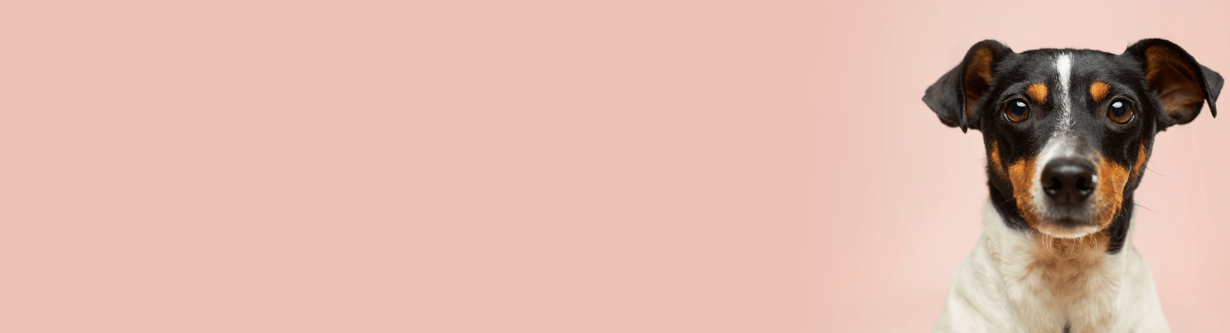 Pododermatitis in Dogs | Canine Pedal Furunculosis | Knutsford Vets