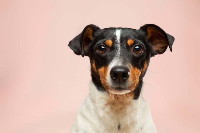 Pododermatitis in Dogs | Canine Pedal Furunculosis | Knutsford Vets