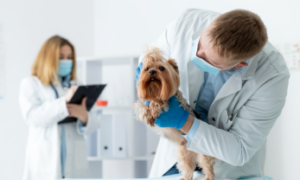 Pododermatitis in Dogs | Canine Pedal Furunculosis | Knutsford Vets